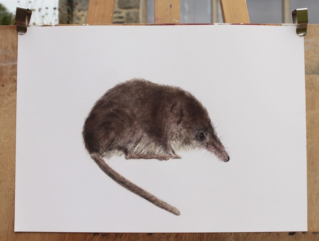 Shrew - SOLD - Jill Meager Shrews come into the studio in the summer months